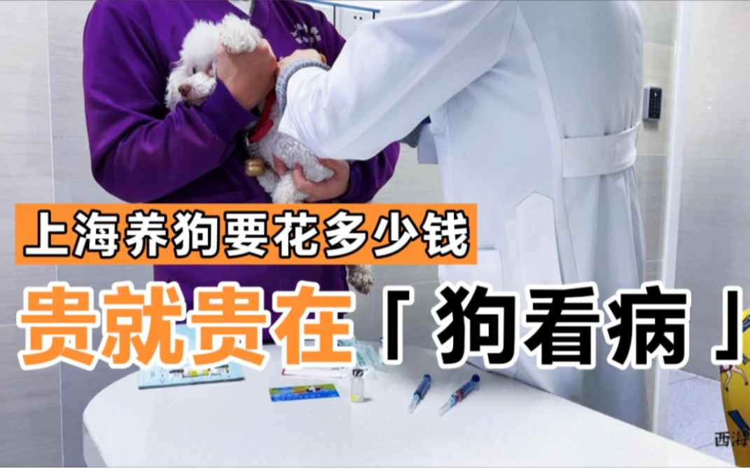 日常vlog|在上海养一只狗每月要花多少钱?今天带狗狗打疫苗!