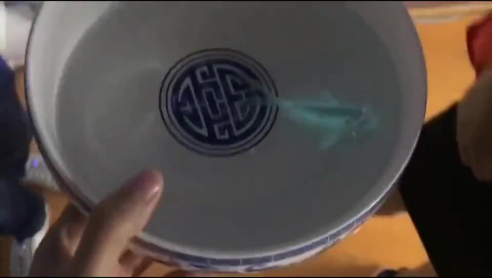 这是什么鱼? 荧光棒么