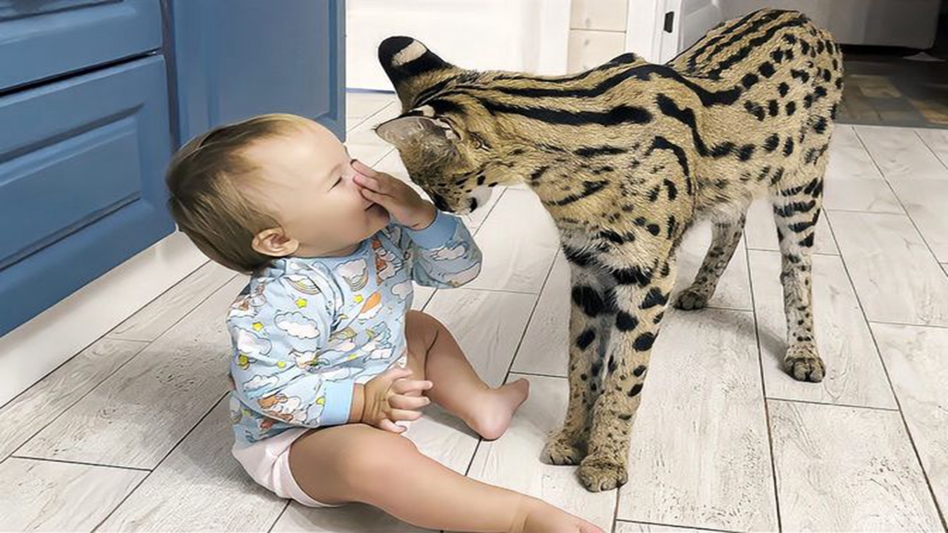 俄罗斯萌娃和薮猫互相挠脚丫,小宝贝哈哈大笑,网友:太治愈了