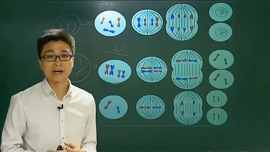 高中生物必修课,减数分裂及受精作用初步例1-例4,快收藏