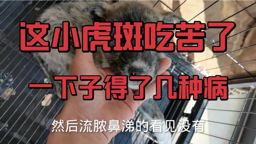 狗狗得了细小冠状加炎症,自己怎样在家里给它治疗。