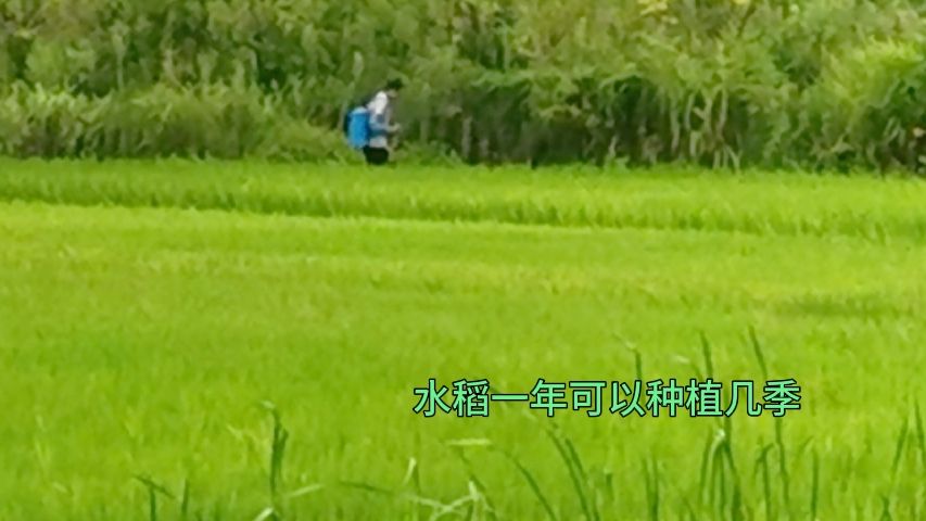 水稻一年可以种植几季