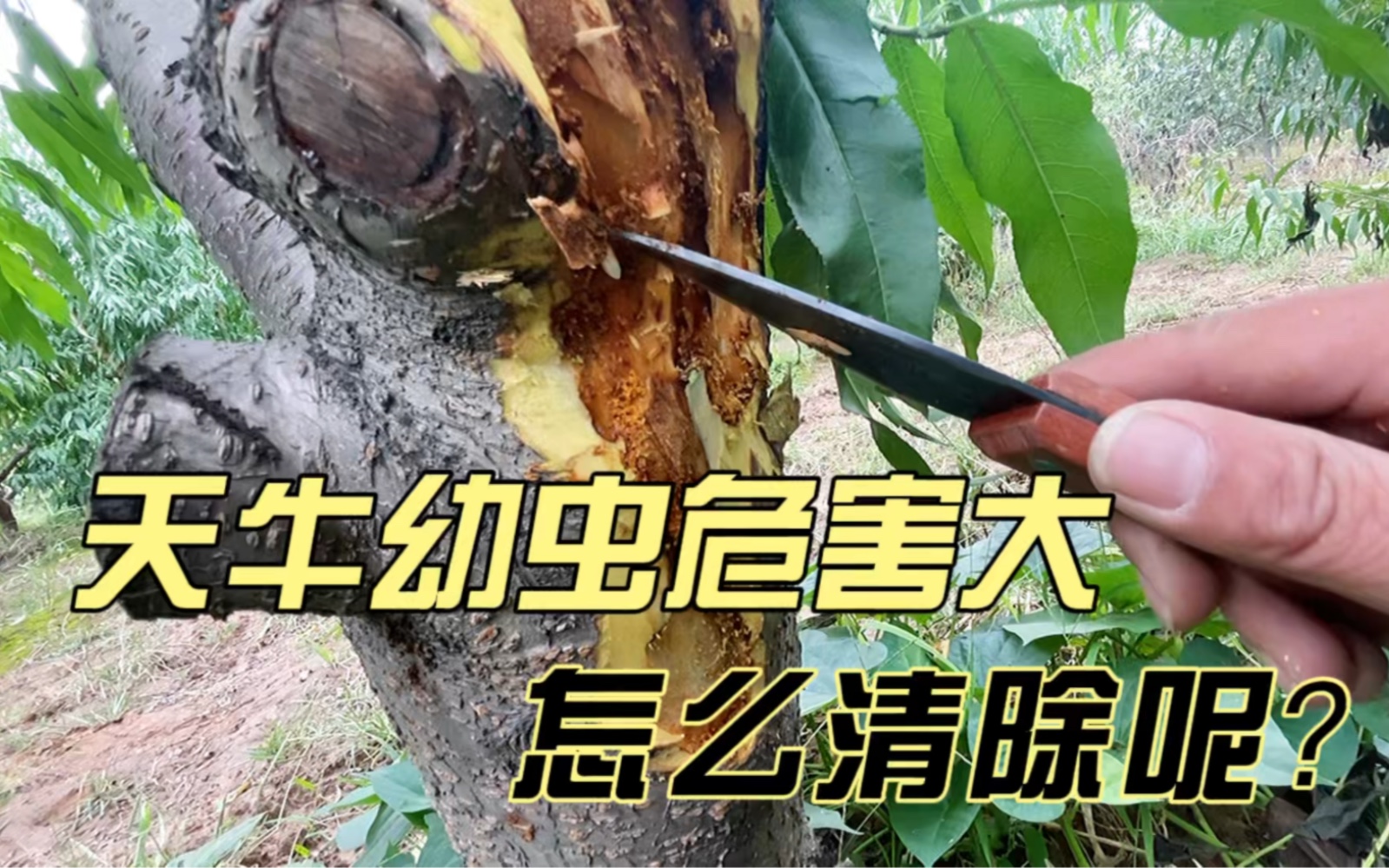 天牛幼虫危害太大了,一棵树上3个虫孔,怎么清除呢?