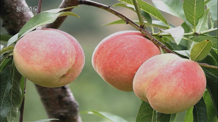 桃子种植技术——桃子坐果率低怎么办,保花保果用什么