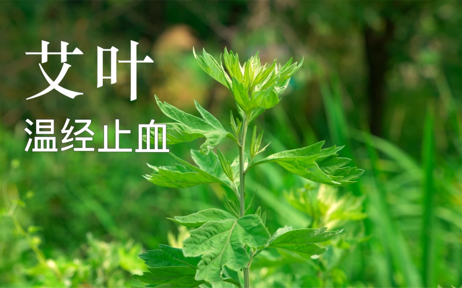 【艾叶】端午挂的艾草,就是这种!针灸里用的艾绒,也是艾草做的