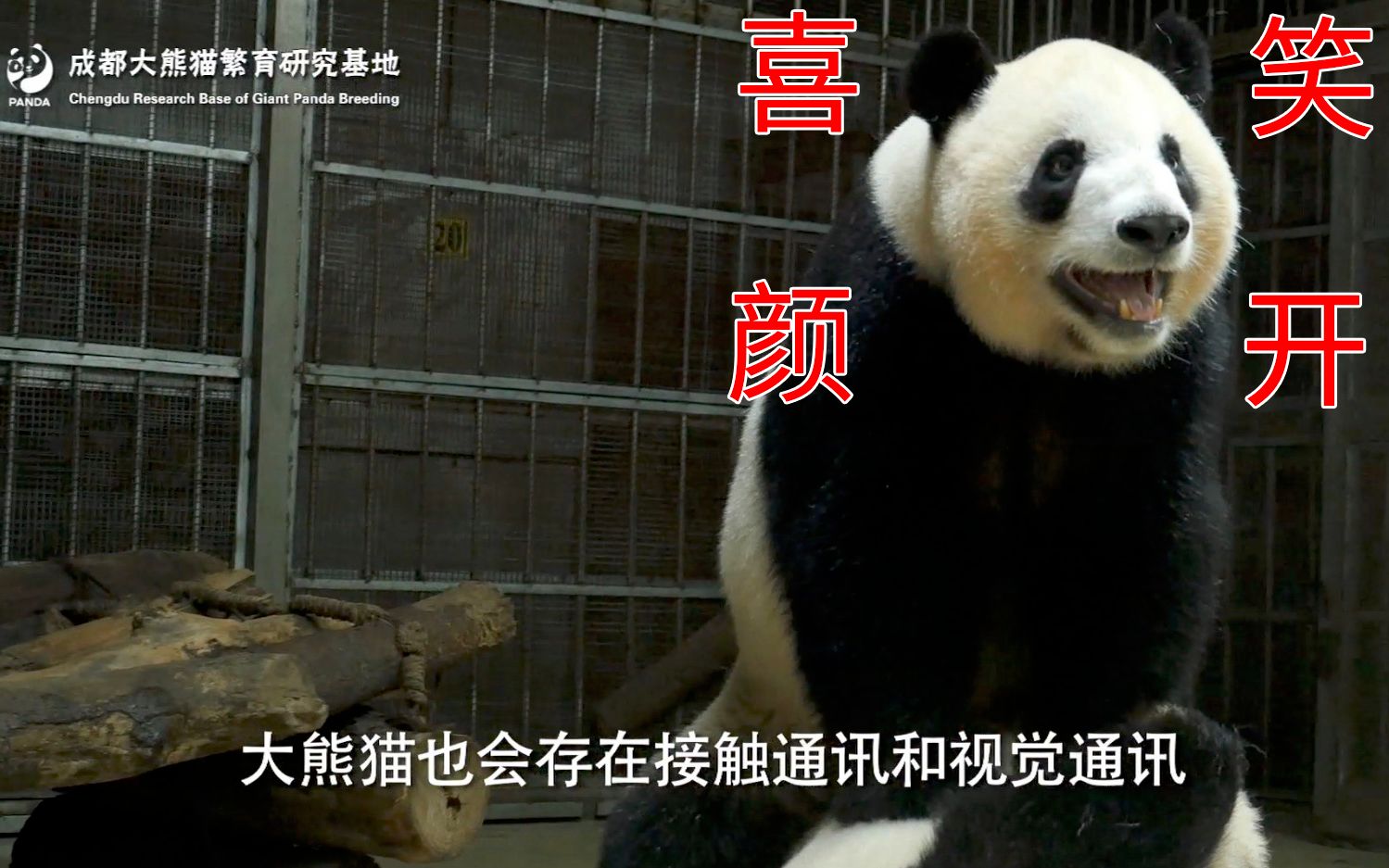 不会聊天?呵,咱熊猫的交流方式高级且多用于那事儿