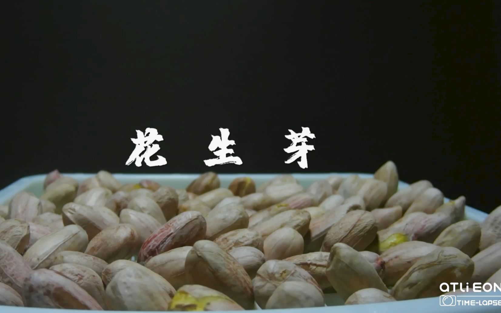 ...咦!在“摇头晃脑”长大的是花生吗?耗时7天记录植物生长的治愈过程