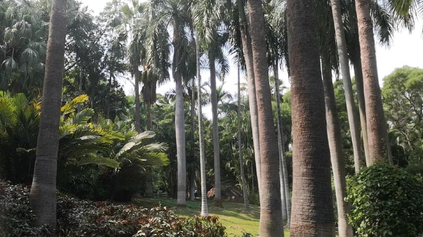 在和谐的树林有着一对情同手足的好朋友,鸟儿和树木