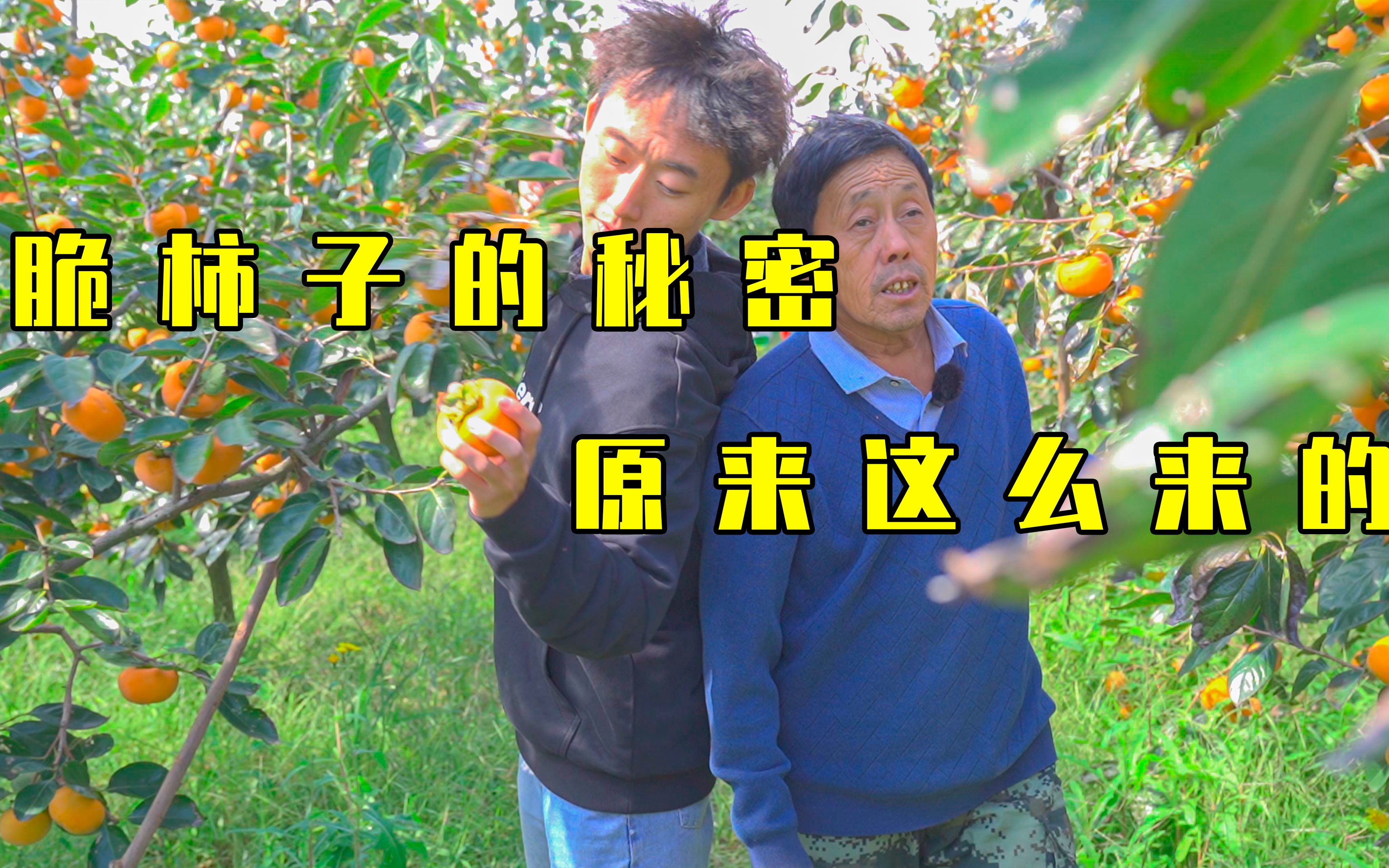 兄弟们!跨越1000公里,水果脆柿子竟然是这样生长的!