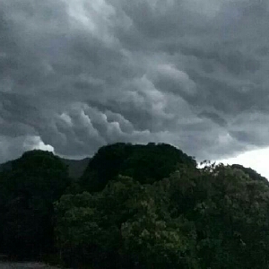 青年木杉 