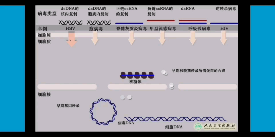 【医学微生物学】不同病毒的生物合成过程
