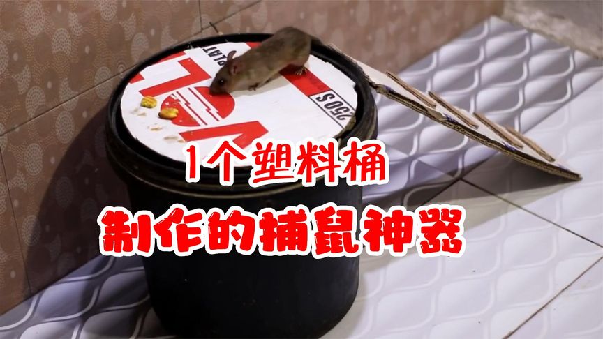 捕鼠成功率真的是高,1个废弃的塑料桶制作的捕鼠器,效果不错哟