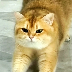 kittenmeow 