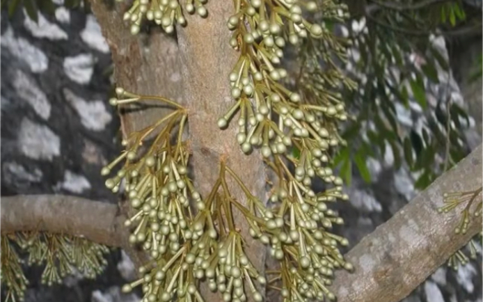 猫山王榴莲生长全过程,你见过吗?太神奇了。