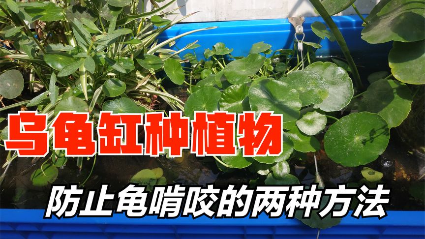 乌龟缸里种植物净化水质,防止乌龟啃咬破坏的两种方法,生态养龟