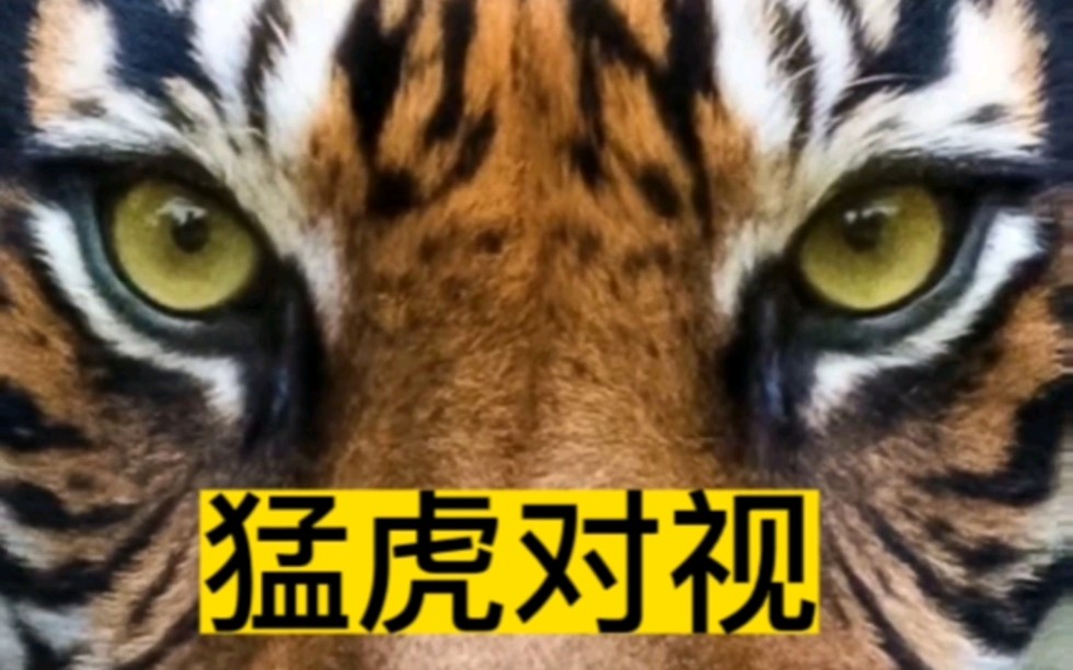 猛虎对视,可以治愈胆小抑郁!每天和老虎对视一分钟,可以治愈胆小抑郁...