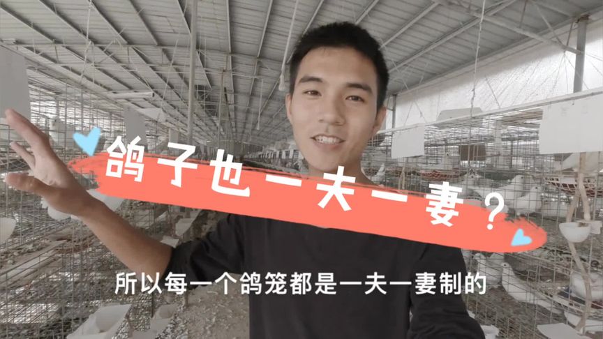 鸽子分辨公母的方法,很少人知道,但是很容易学