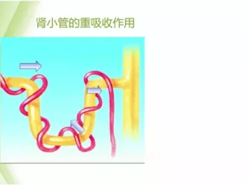 微课:尿液的形成和排出