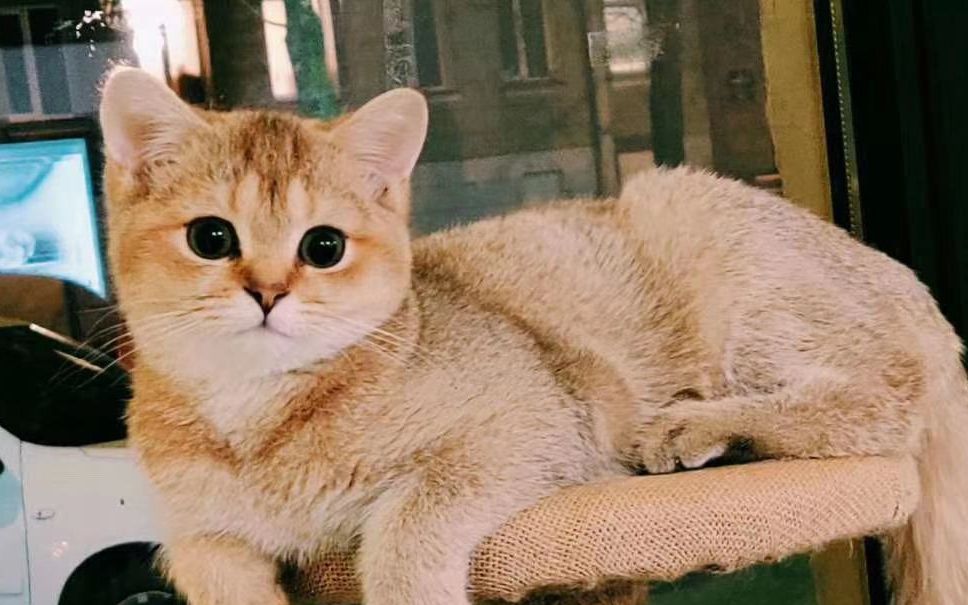 【日常】如何开一家猫咖?沙雕店长教你开猫咖!