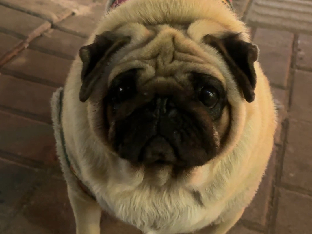 皮皮在此祝大家新年快乐!