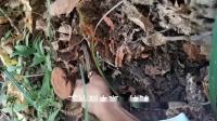 灵芝的功效与作用,野生灵芝一斤大概多少钱,灵芝是什么样子