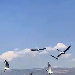 年货节口令红包2 