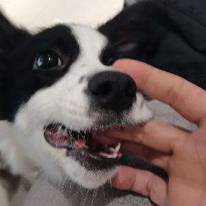 蓝与ViVi 