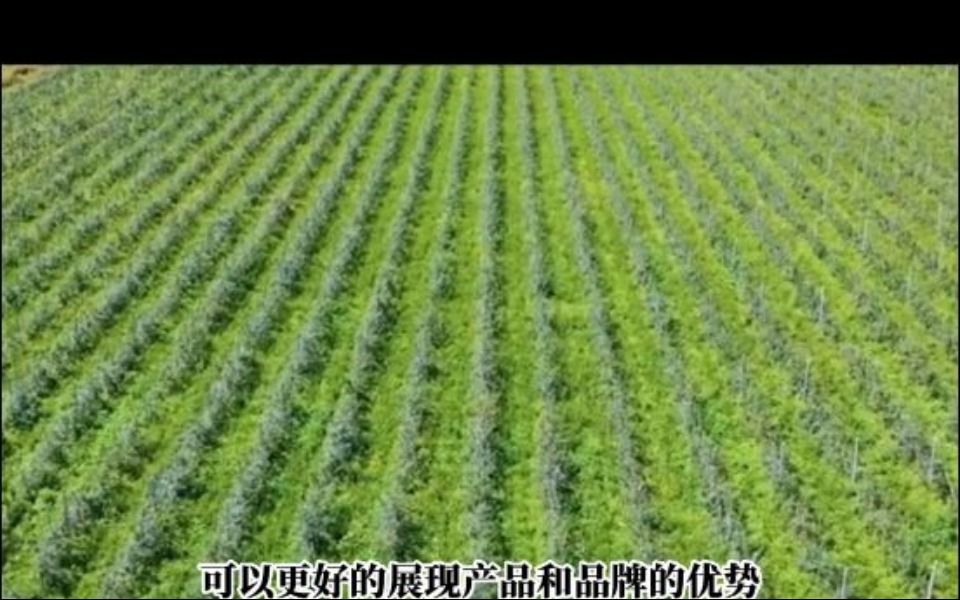 传统农业转型,数字化营销引领农业向前