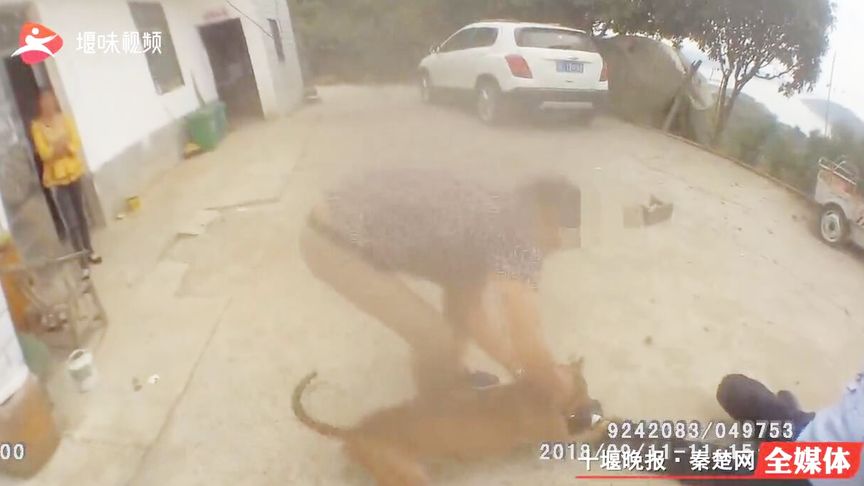 惊人一幕!恶狗撕咬民警 被当场击毙