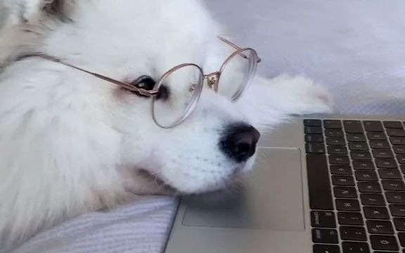 【Mayapolarbear】自律的狗狗有多可怕(TikTok)