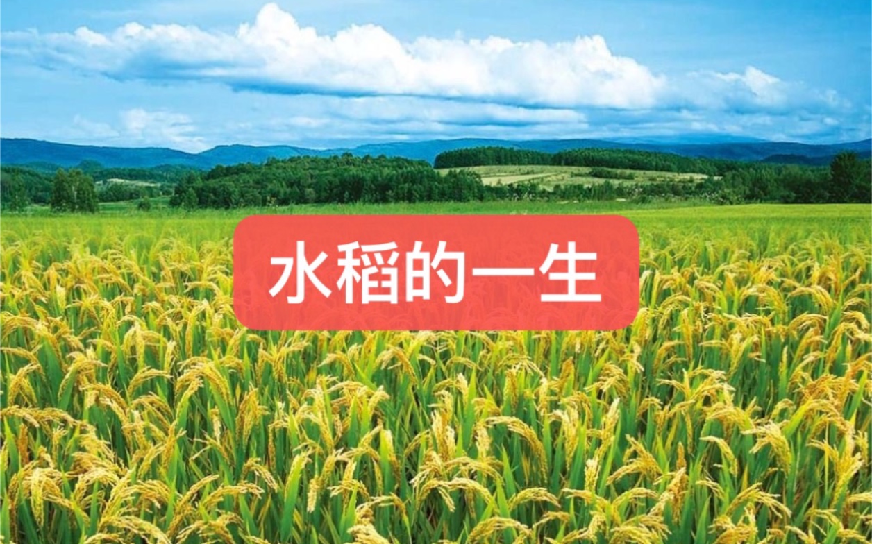 竟有人没见过水稻种植,一起看看水稻的一生,实现禾下乘凉梦