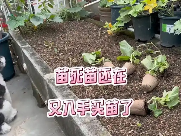大雨淹了玉菇瓜苗,又买几棵,种瓜成瘾了