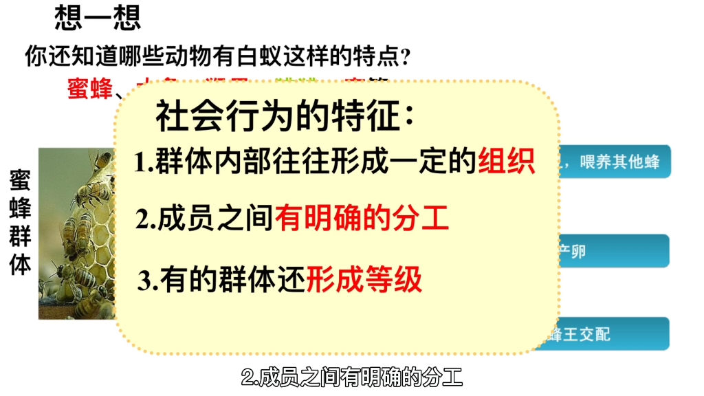 社会行为重难点一:社会行为的三个主要特征,你都知道吗? #初中生物 #...