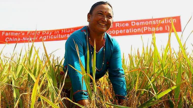 中国杂交水稻走进巴基斯坦后,巴铁人民终于迎来粮食.