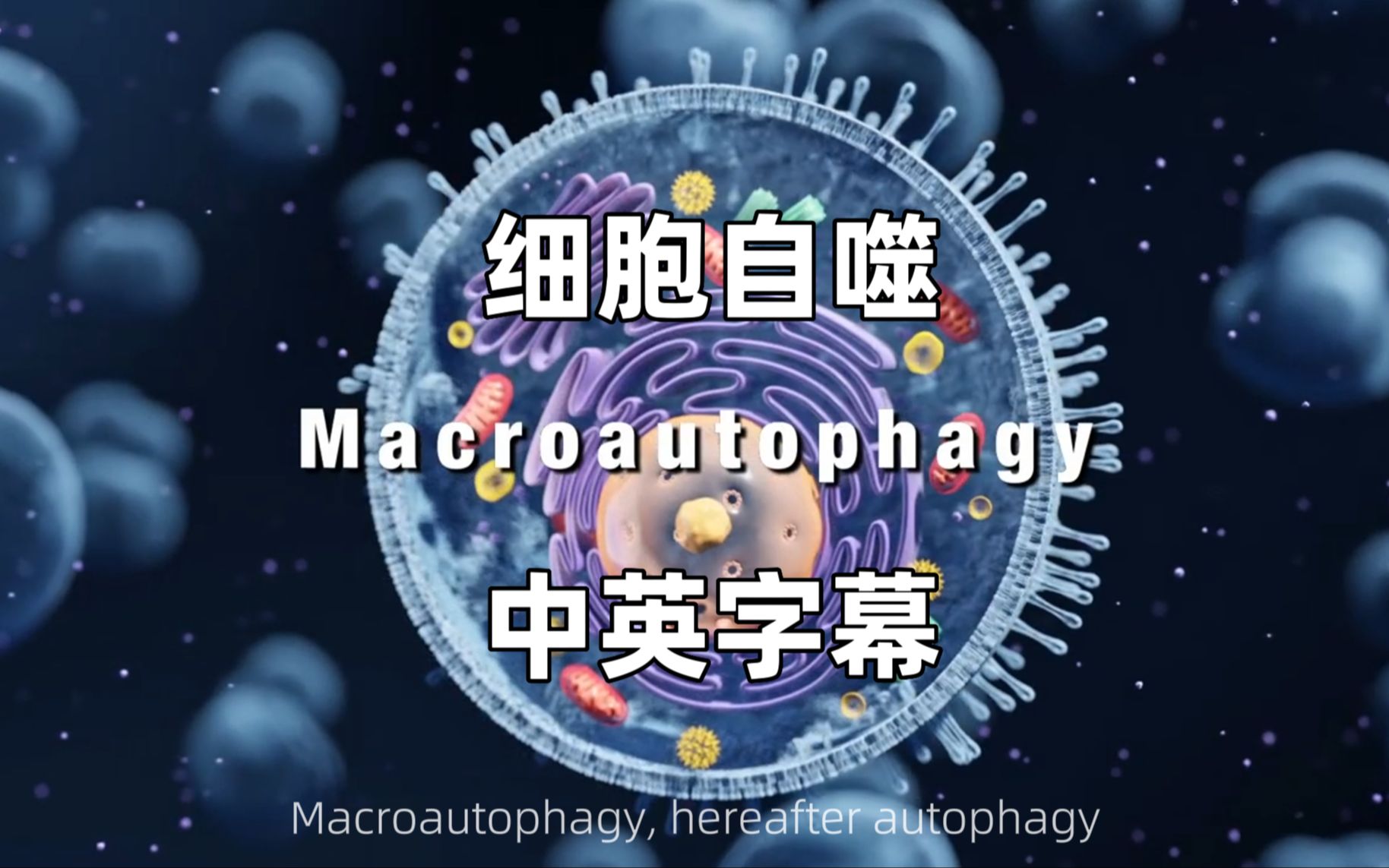 细胞自噬,大自噬(Autophagy)到底发生了什么(英文原版,中英字幕)-欧盟...