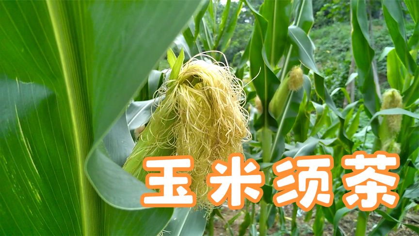 玉米须在农村成了香饽饽,用它煮水价值高,快来看看它的宝贵用途