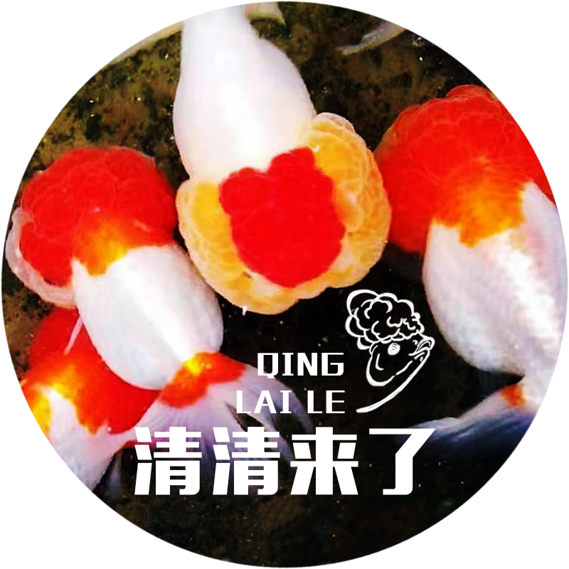 清清来了 