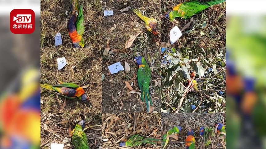 澳洲大量鹦鹉感染新型病毒暴毙 专家:传播方式类似新冠病毒