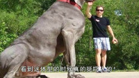 世界上最大的狗狗,究竟有多大?网友:看到这体型真的挺吓人