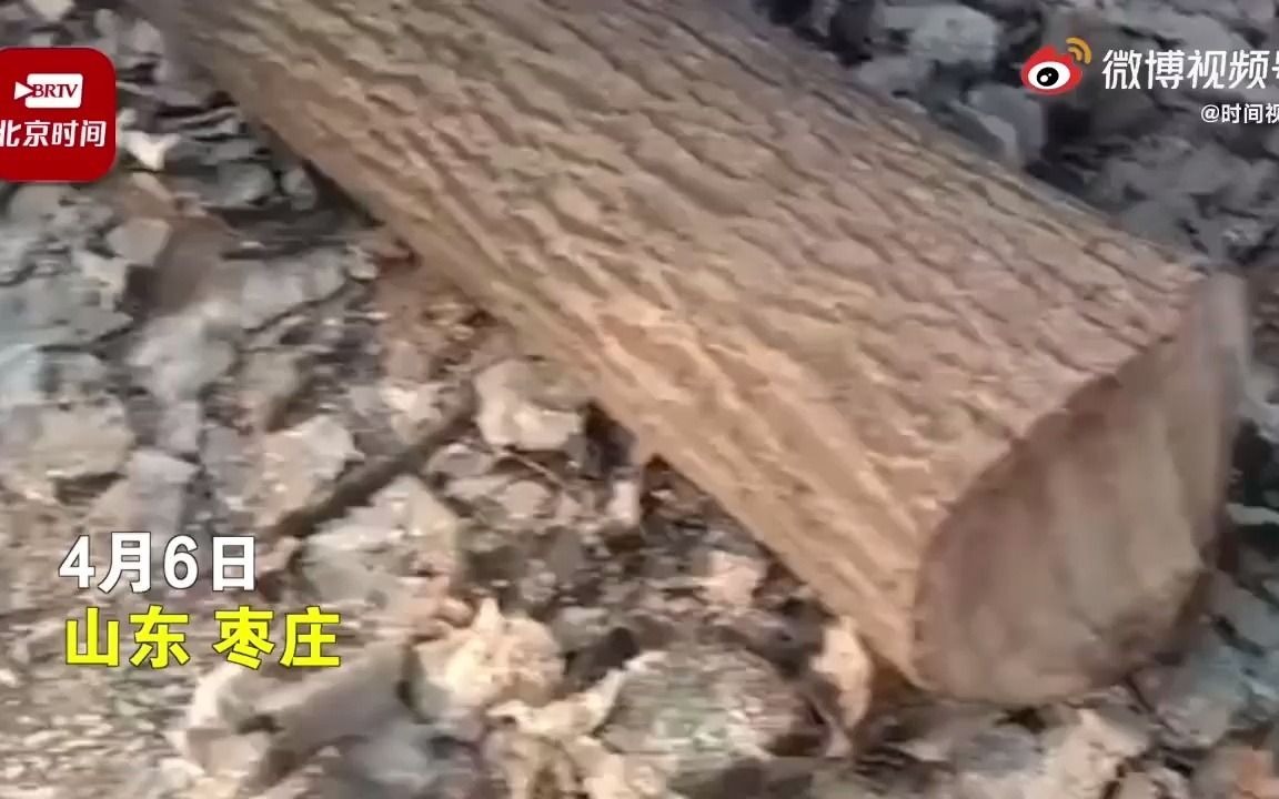 农民砍伐700棵自种杨树获刑2年,注意!无证砍自己的树也违法【枣庄一...