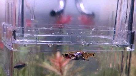 隔离盒缝隙对于鱼,等同于纸盒子对于猫