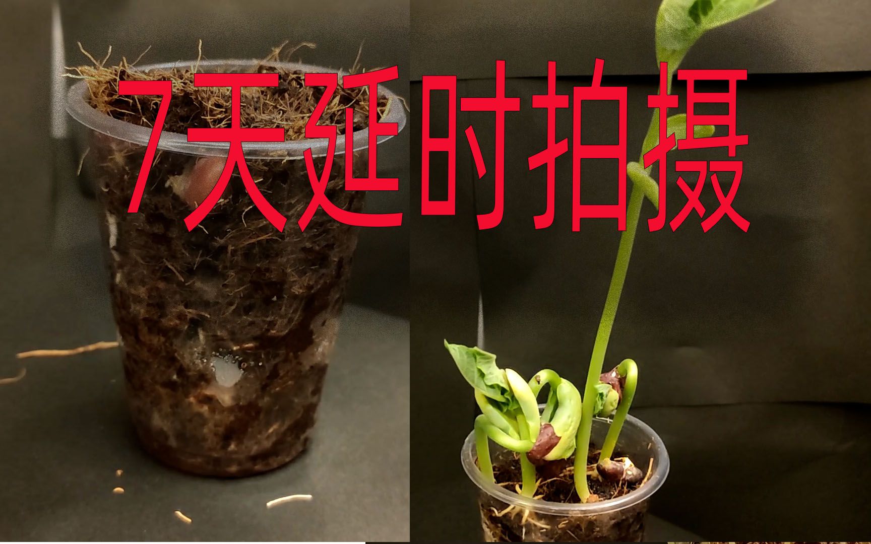 红腰豆 耗时7天时间拍摄,植物的成长延时摄影。豆类--第四集