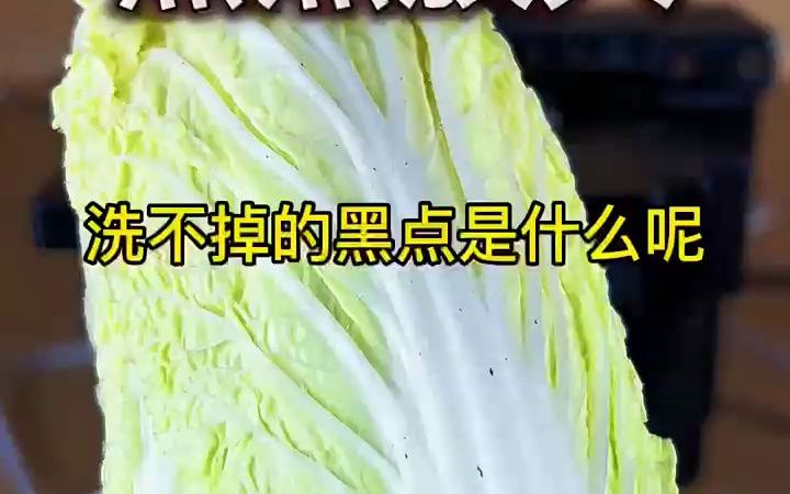 【显微镜下的世界】娃娃菜的黑点到底是什么呢 ?