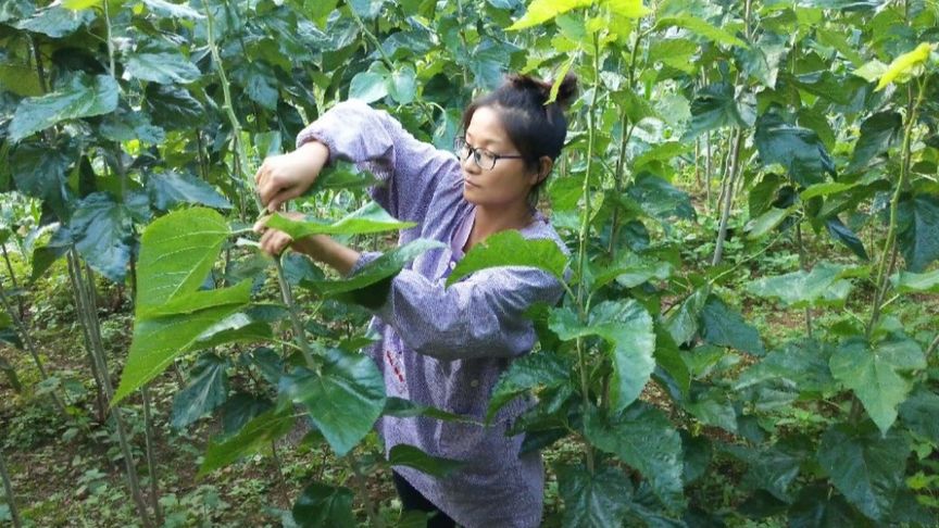 阿蓉带你看看怎样养蚕,你有养过蚕没?