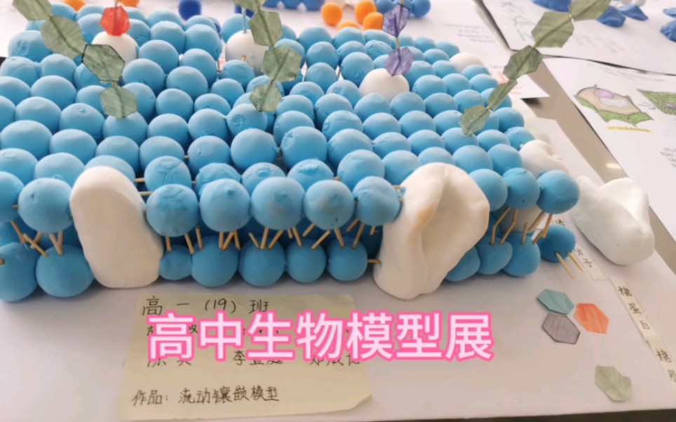 学生们制作的生物模型,形象生动,有趣有才鸭