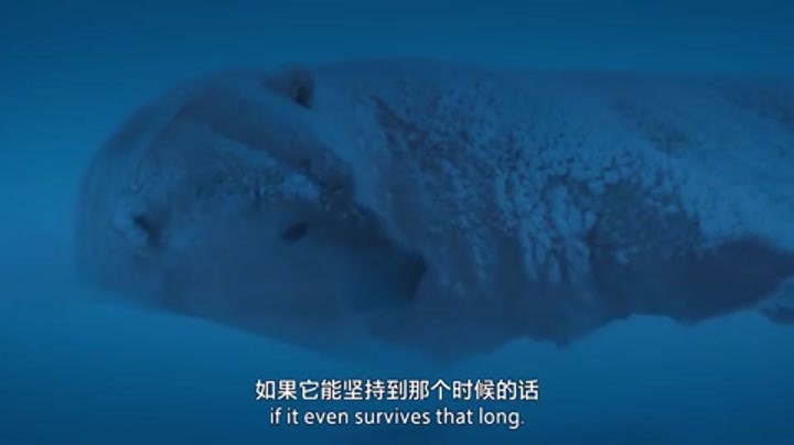 北极熊生存有多难?极昼时间还要捕猎,不然活不了