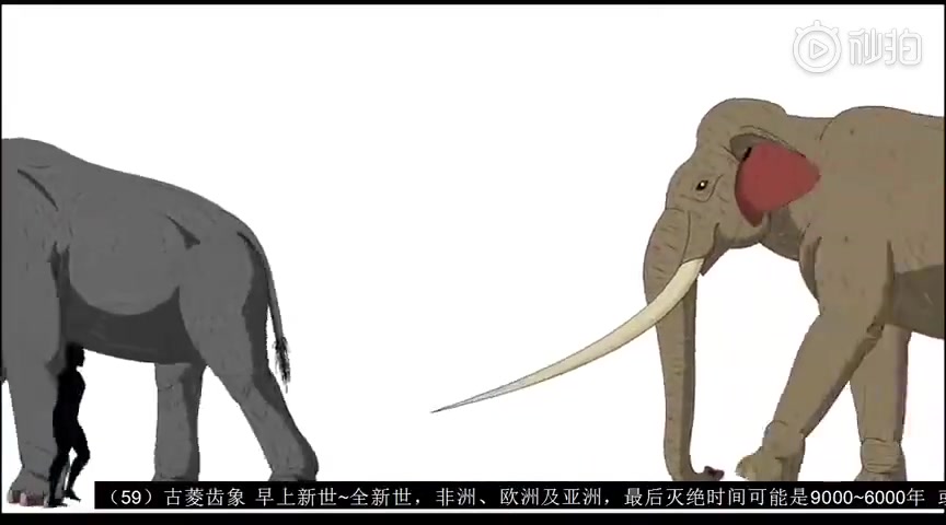 两分钟动画带你看完60种已经灭绝的动物