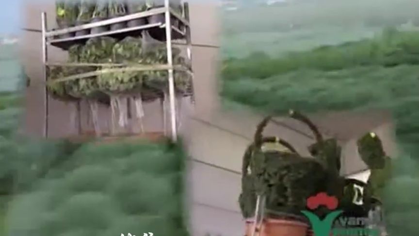 价值百万的4分钟苗木宣传片(日常管理、销售、办公统统包括),学到...