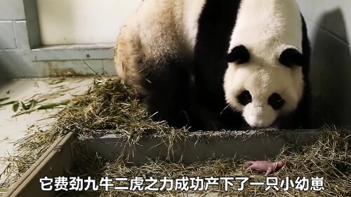 熊猫宝宝从出生到长大,其中的变化让人惊讶,唯一不变的是黑眼圈