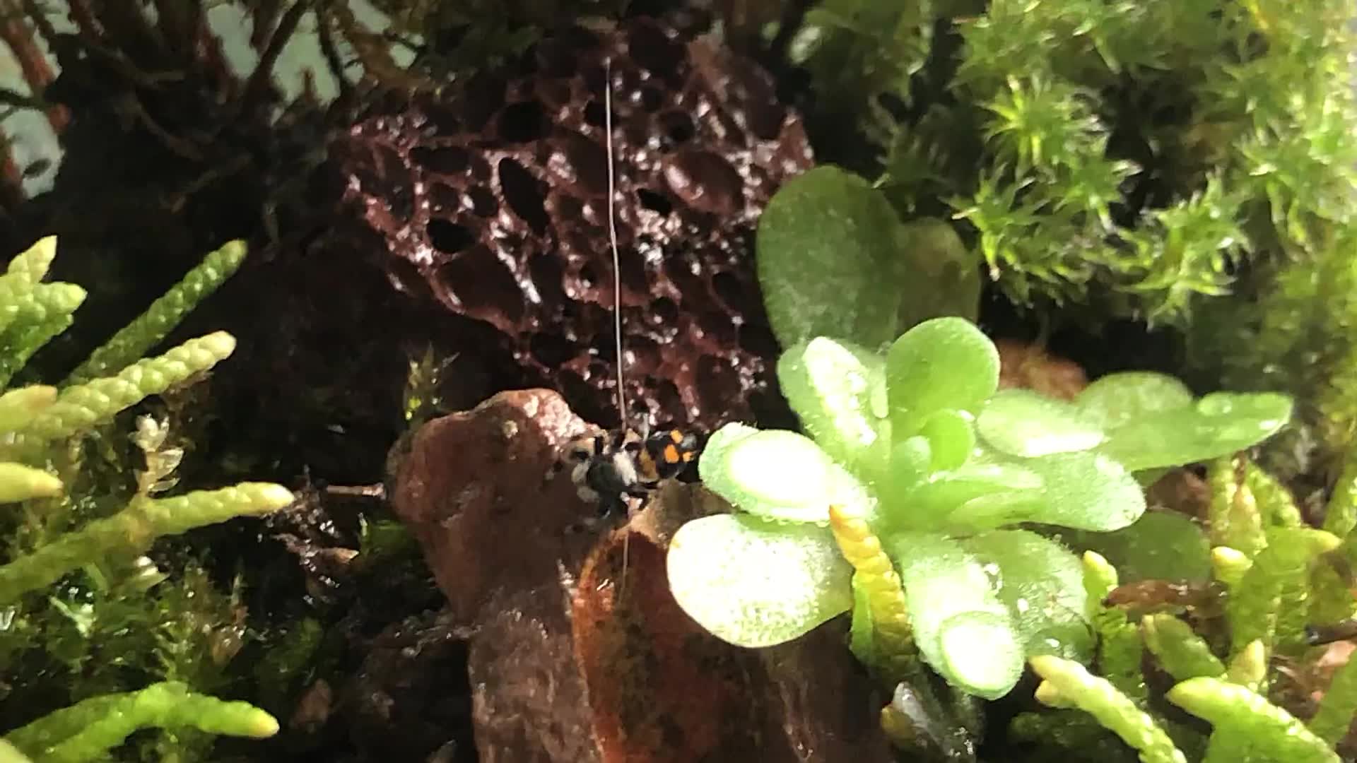 小跳跳的新窝,用人工蚁巢的活动区给跳蛛做了一个生态巢,再简单没有了